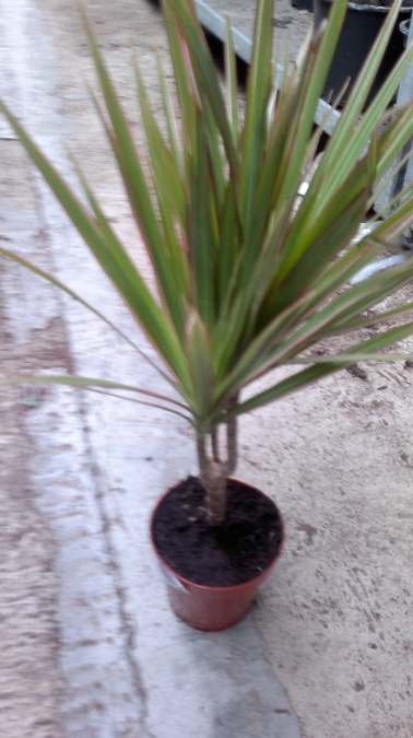 DRACENA BICOLOR