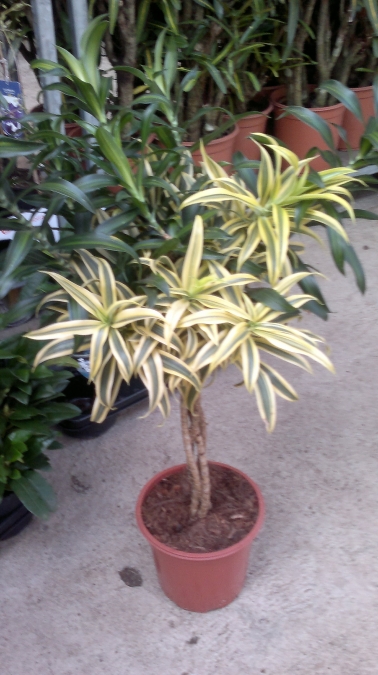 DRACENA INDIA