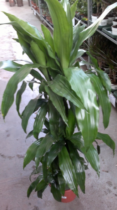 DRACENA JANET