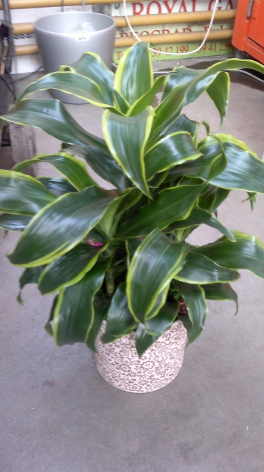 DRACENA LEMON