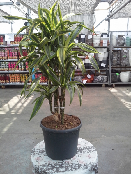 DRACENA LEMON TUF