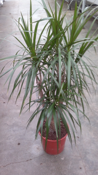 DRACENA MARG. BRANCHED SPRAY