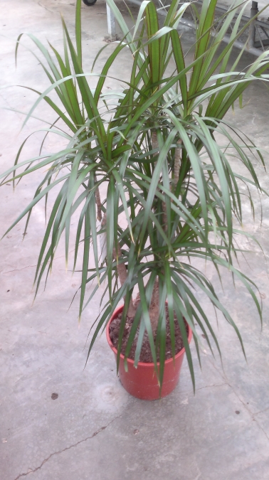 DRACENA MARG. BRANCHED SPRAY