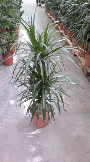 DRACENA MARGINATA