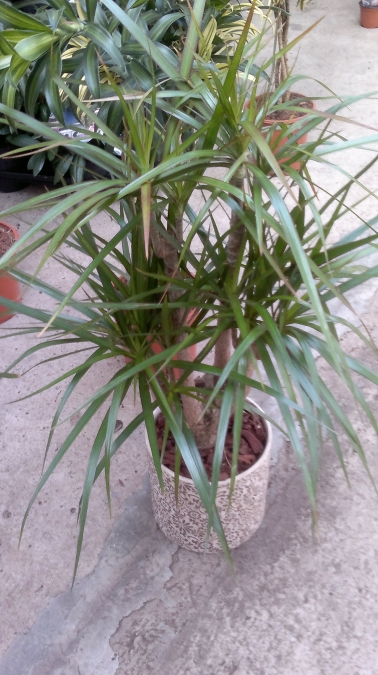 DRACENA MARGINATA BUSH