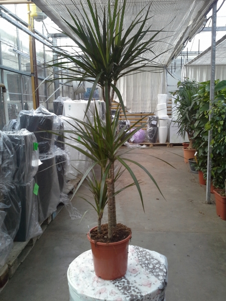 DRACENA MARGINATHA 3PP