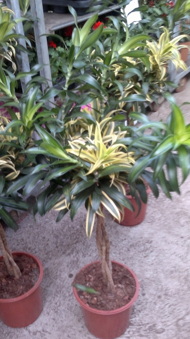 DRACENA REFLEXA