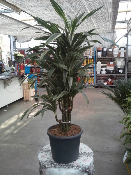 DRACENA WARNECKII TUF