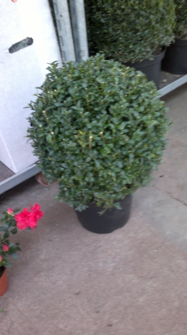 BUXUS