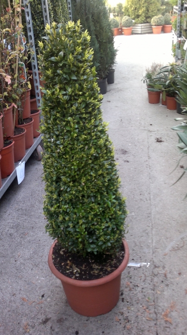 BUXUS