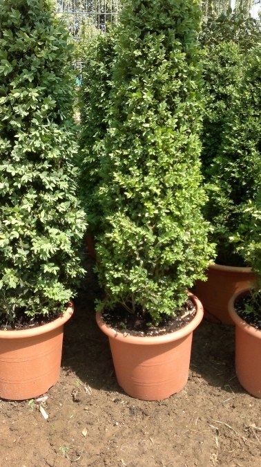 BUXUS PIRAMIDALIS