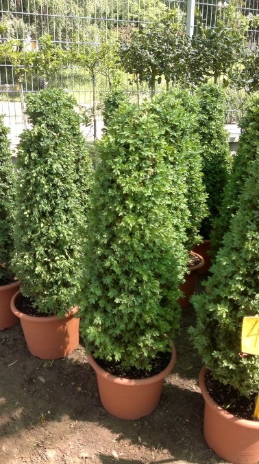 BUXUS SEMPERVIRENS