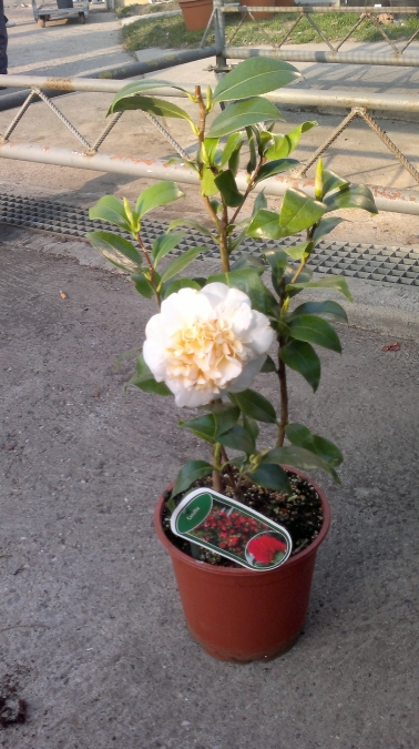 CAMELIA