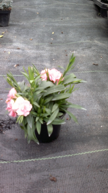 DIANTHUS