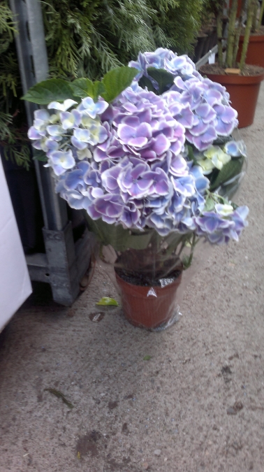 HYDRANGEA