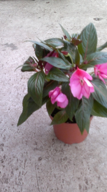 IMPATIENS NEW GUINEA