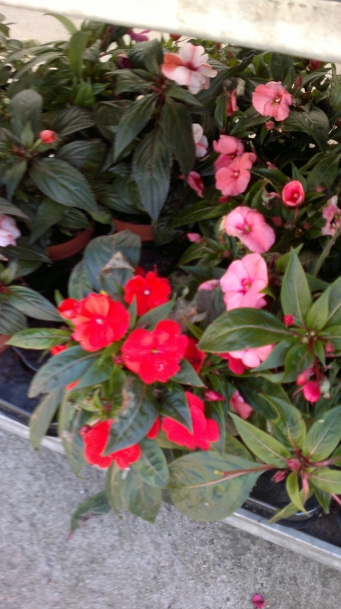 IMPATIENS NEW GUINEA