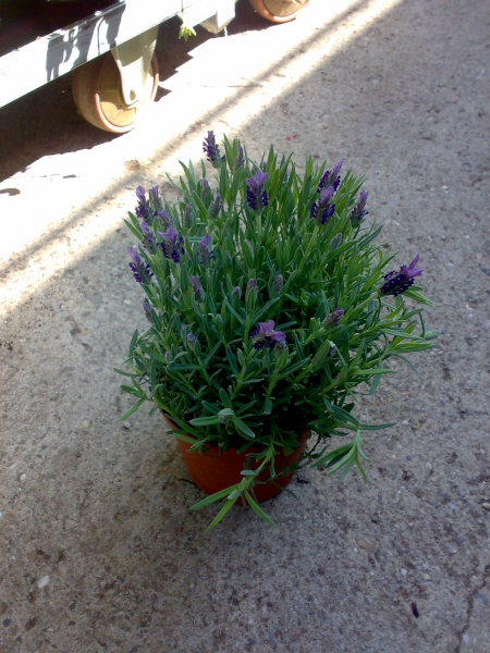 LAVANDULA