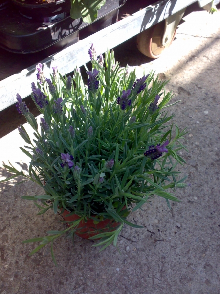 LAVANDULA