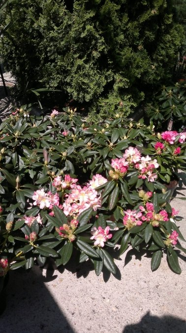 RHODODENDRON GRANDIFLORUM