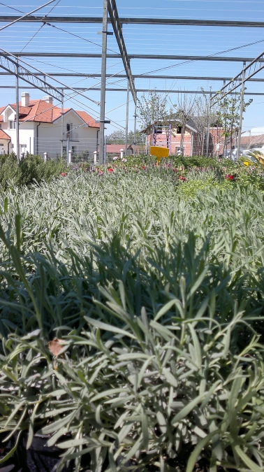 ROSMARINUS OFFICINALIS