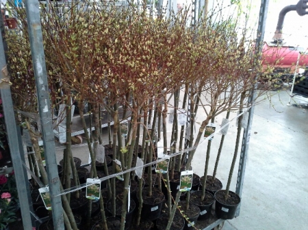 SALIX HAKURO NISHIKI