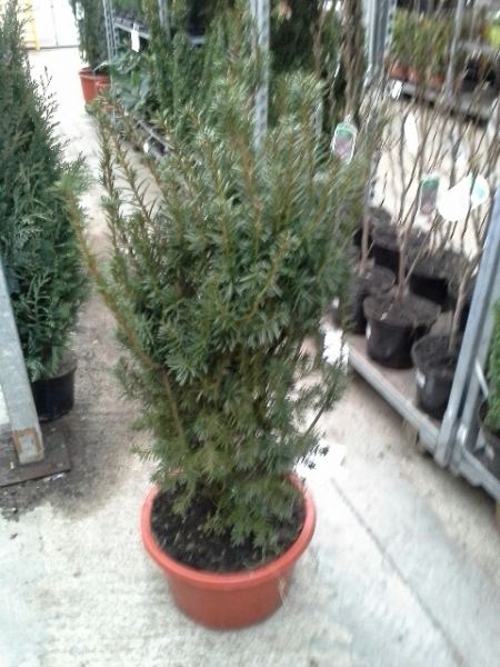 TAXUS