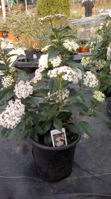 VIBURNUM