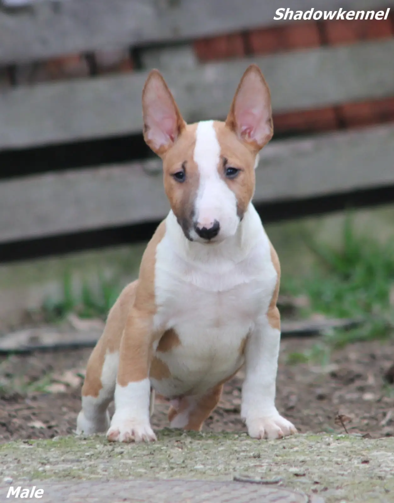 Mini Bull Terijer štenci