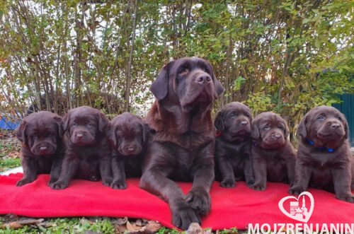 Labrador retriver čokoladni štenci