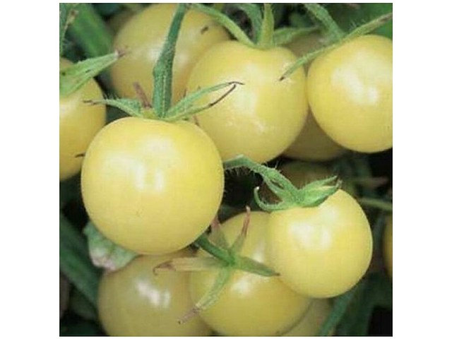Snow white cherry paradajz - 15 semenki