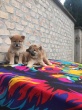 Shiba inu stenci