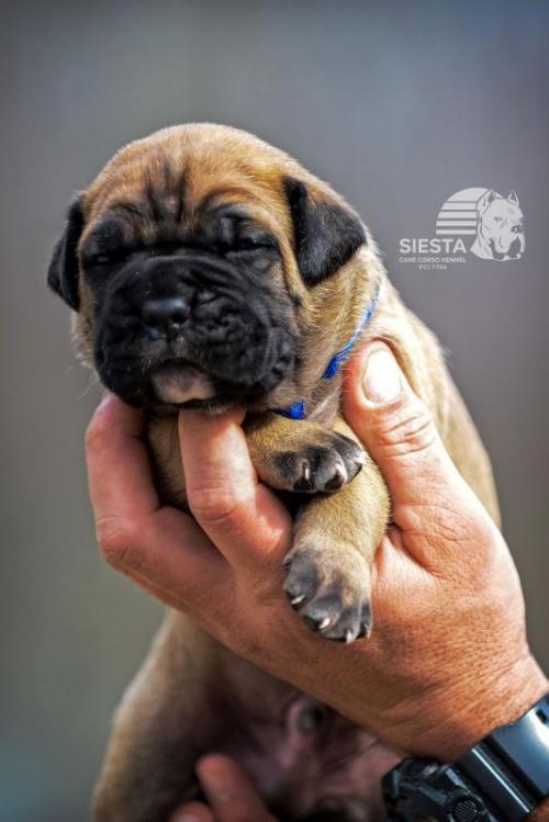 Cane Corso VRHUNSKI štenci