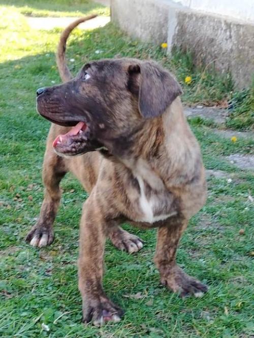 Vrhunski štenci Presa Canario