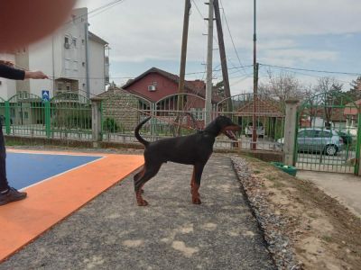 Doberman štenci