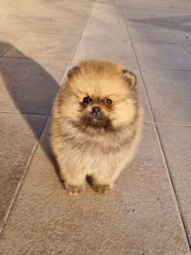 Pomeranac Boo