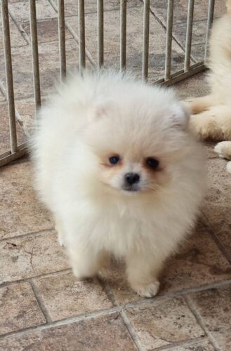 Pomeranac Boo