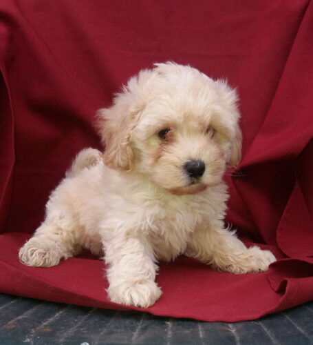 MALTIPOO, mužijačić, stručno odnegovan,