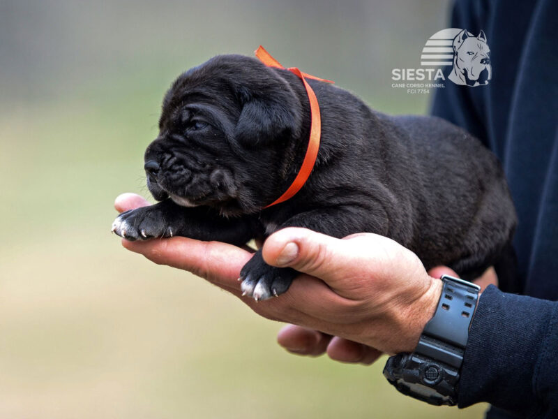 Kane Korso Cane Corso štenci