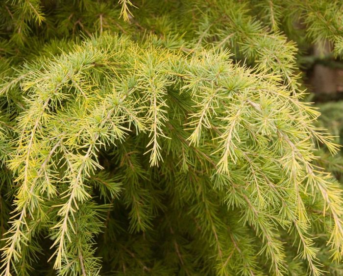 Cedrus Deodara Golden Horizon - Polegli Zlatni Kedar