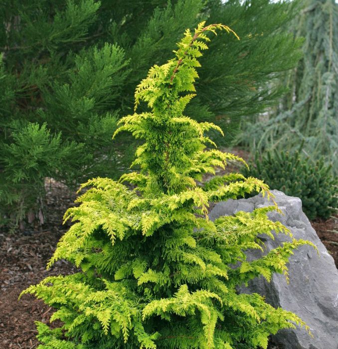 Chamaecyparis Optusa Fernspray Gold - Hinoki Pačempres