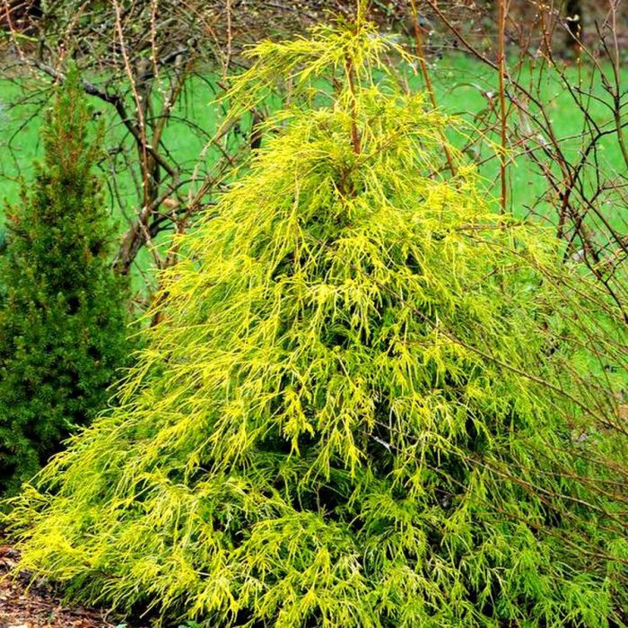 Chamaecyparis Pisifera Filifera Aurea - Končasti Zlatni Pačempres