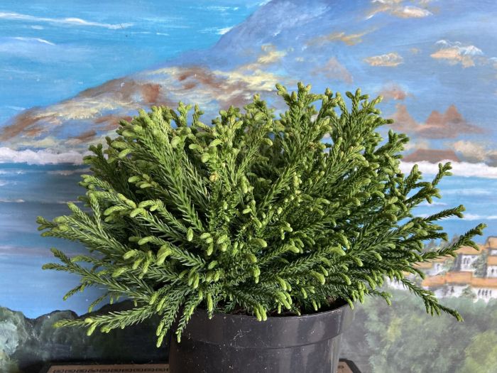 Cryptomeria Japonica Little Sonja - Japanski Kedar