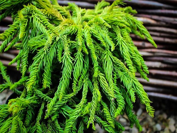 Cryptomeria Japonica Rasen - Uvijeni Japanski Kedar