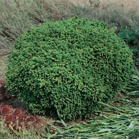 Cryptomeria Japonica Vilmoriniana