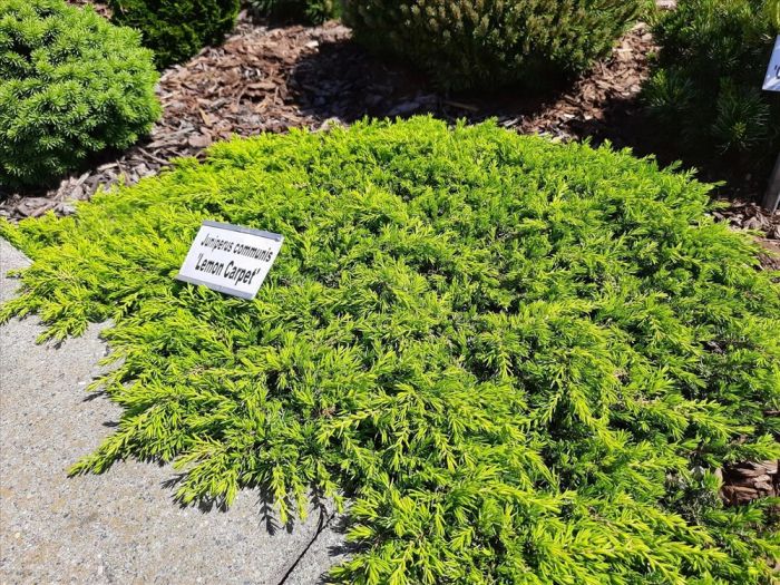 Juniperus Communis Lemon Carpet - Polegla Kleka