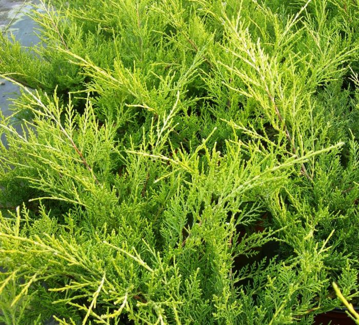 Juniperus Phitzeriana Old Gold - Zlatna Polegla Kleka