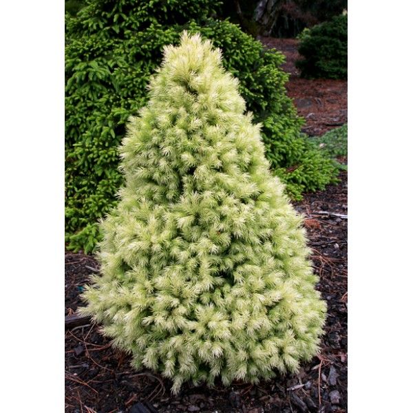 Picea Glauca Daisy’s White - Piramidalna Smrča