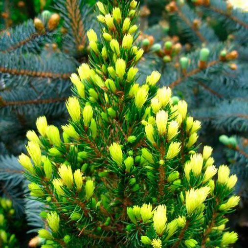 Picea Glauca Rainbow’s End - Piramidalna Smrča