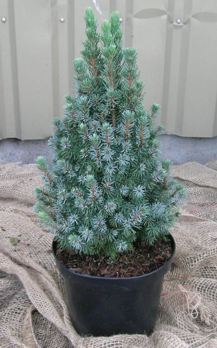 Picea Glauca Sander's Blue - Piramidalna Smrča